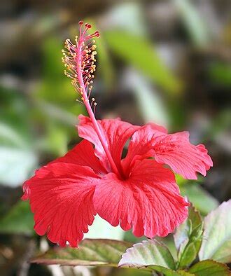 Hibiscus Wikipedia