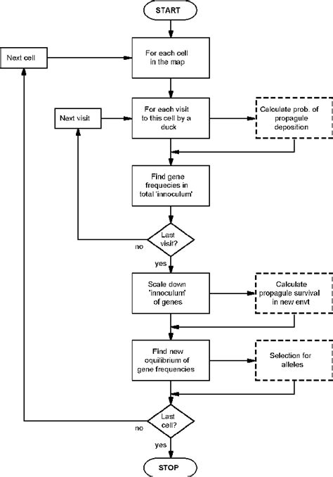 Figure 1 From Modelling The Consequences Of Duck Migration Patterns On The Genetic Diversity Of