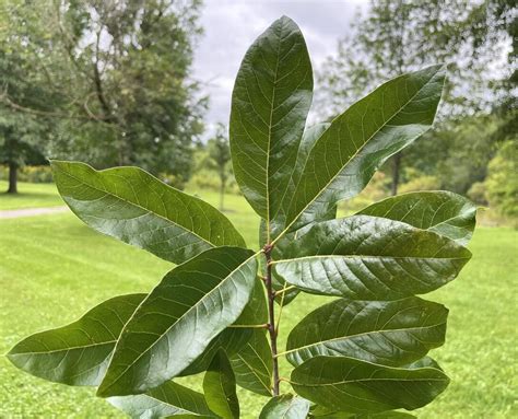 Shingle Oak Cmp Tree Selection Tool