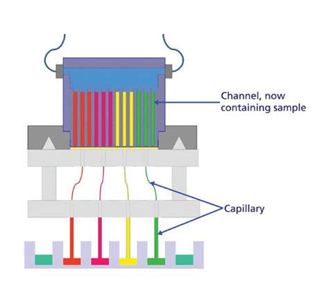 Flexible Protein Microarray Inkjet Printing