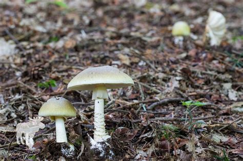 How Poisonous Are Death Cap Mushrooms — Forest Wildlife