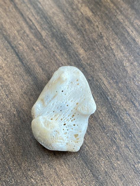 What Is This Bone Looking Tooth With Holes Rbonecollecting