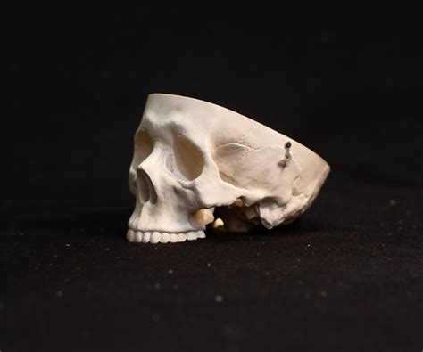 Artstation Human Skull Reference Pack Resources