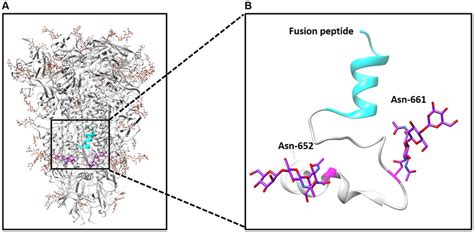 Structure Of Pdcov Spike Protein A Structure Of Spike Trimer And