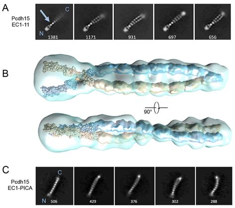 2d Class Average And A 3d Reconstruction Of Negative Stain Electron
