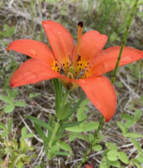 What Is The Scientific Name For Western Lily At Wilda Talley Blog