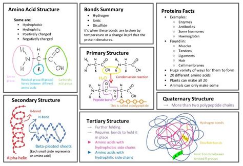 Biology AS Level OCR Proteins Revision A Level Biology Biochemistry