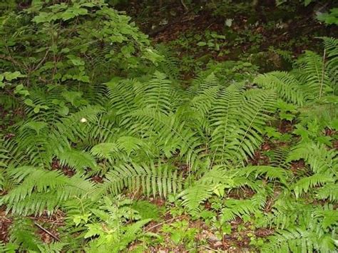 سرخس نر طبیب حکیم