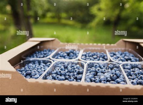 Box Or Crate With Collected Fresh Blueberries Berries Agriculture