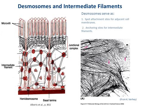 Histology Introduction And Epithelial Tissue Ppt Video Online Download