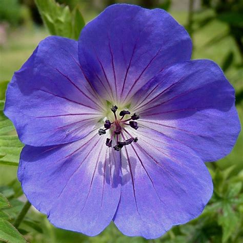 🛒 Bodziszek Rozanne Sadzonki Roślina Stulecia Darmowa Dostawa