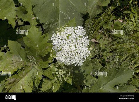 American Cow Parsnip Heracleum Maximum Is Also Known As Satan Celery Indian Celery Indian