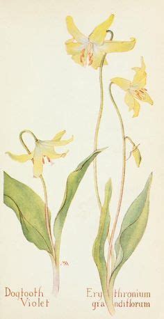 Botanical Drawings Western Wild Wild Flowers