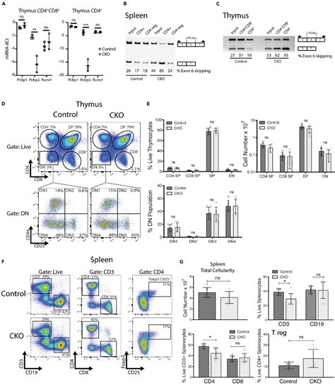 Figure 1 From The Polyc Binding Protein Pcbp2 Is Essential For Cd4 T Cell Activation And