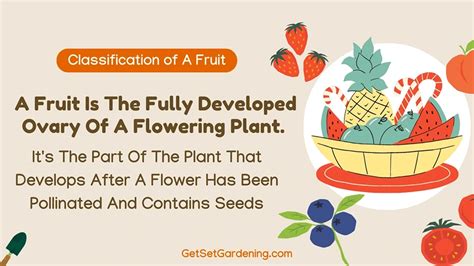 Berry Vs Fruit Are Berries Also A Fruit The Full Truth