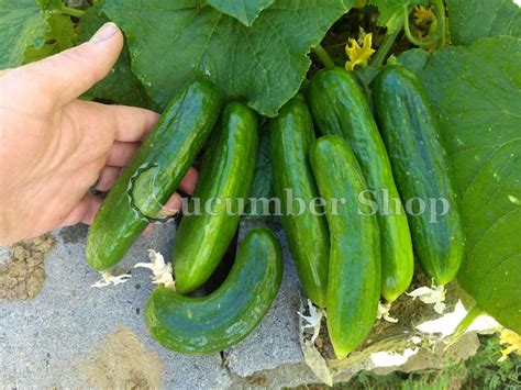Beit Alpha Cucumber Cucumber Shop