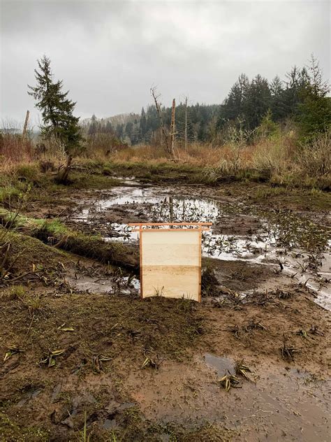 Palus 2021 — Anna Daedalus