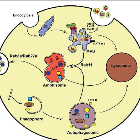 Formation Of Exosomes Inside Cell Exosomes Are Nano Sized Vesicles Download Scientific Diagram
