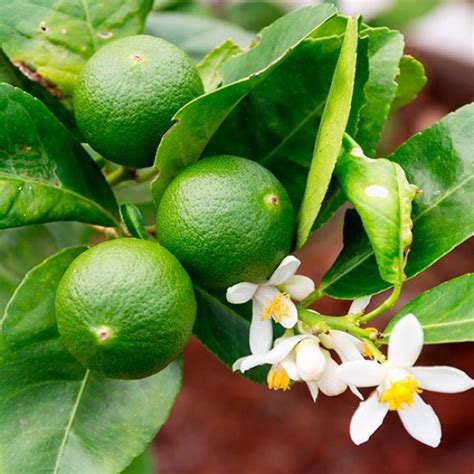 Tahiti Lime Tree [ctr505] Pomona Fruits