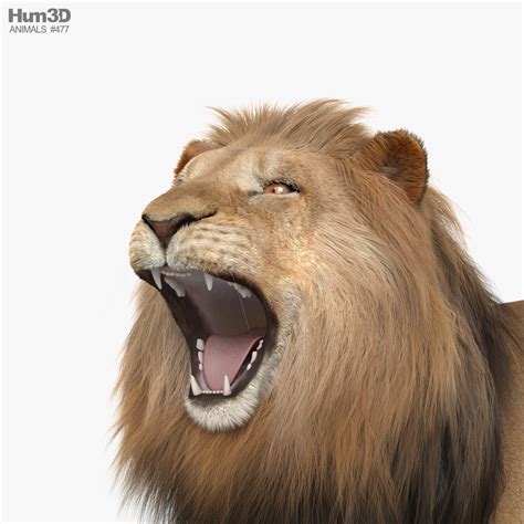 포효하는 사자 3d 모델 다운로드 포유류 On