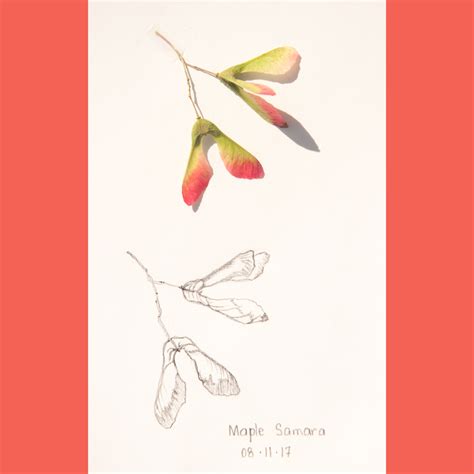 Maple Samara Creative Rituals