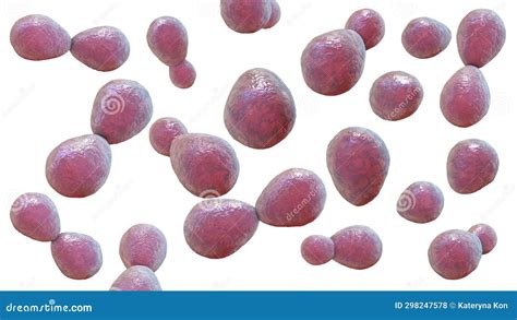 Histoplasma Capsulatum Fungus Illustration 291416848