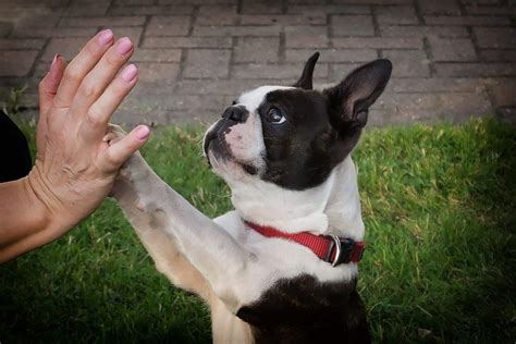 The 133 Most Popular Boston Terrier Names