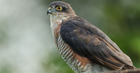 The Circulatory System Of Birds Birdfact