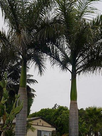 Roystonea Borinquena Palmpedia Palm Growers Guide
