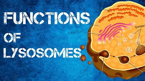 Lysosomes Functions Of Lysosomes Fsc Biology Mdcat 11 Biology Youtube