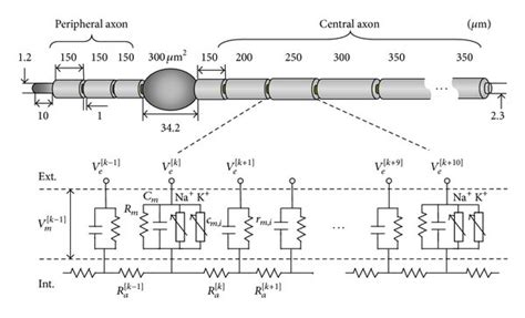 Of The 3d Computational Model A Details Of The Anatomical Features Download Scientific