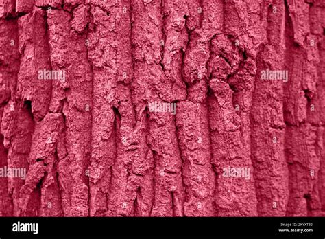 Tree Bark Texture Background Trendy Color Concept Stock Photo Alamy