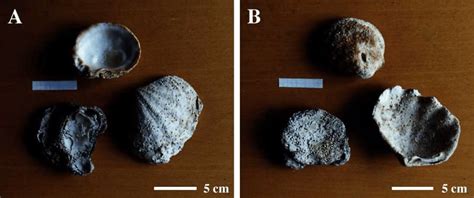 Bivalve Shells Perforated By Sponge Erosion Remaining Yellow Sponge
