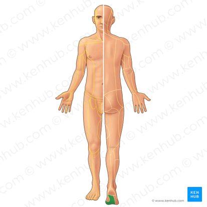 Medial Plantar Nerve Course And Distribution Kenhub