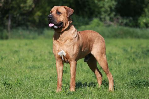 Tosa Inu Dog Breed Characteristics And Care