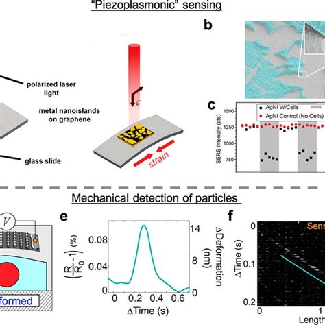 Use Of Metal−graphene Composite Strain Gauges For Cellular Download Scientific Diagram