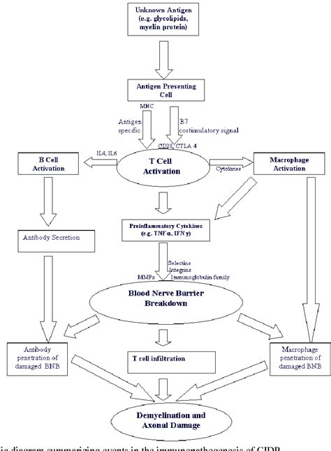 Polyradiculoneuropathy Semantic Scholar
