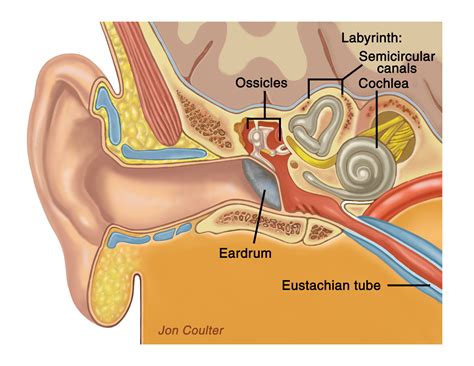 What Are The Inner Ear Bones Called