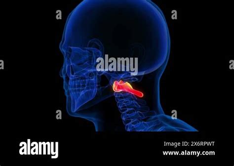 Human Skeleton Axis Bone Anatomy 3d Animation For Medical Concept Stock