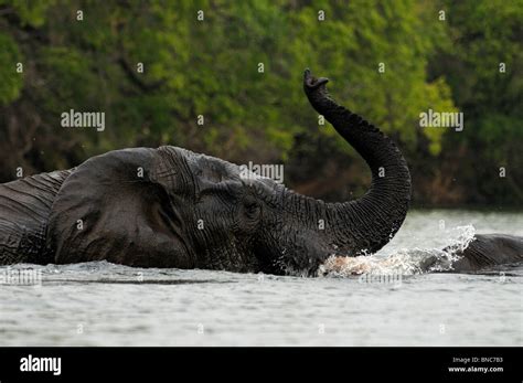 African Elephant Loxodonta Africana Crossing The Lunga River Kafue