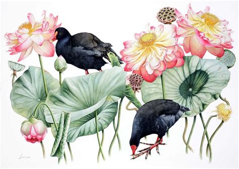 Dusky Moorhens And Lotus Heidi Willis Dusky Moorhens And Lotus