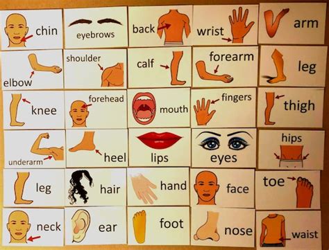 Body Parts Flash Cards Word Cards
