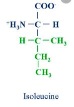 Isoleucine Amino Acids Diagram Quizlet
