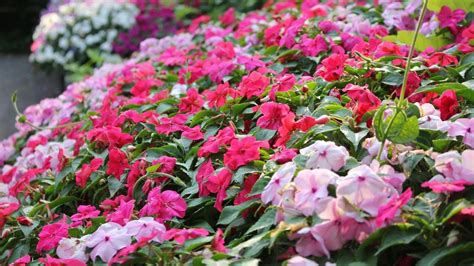 What To Do With Delphiniums After They Finish Flowering Homes And Gardens