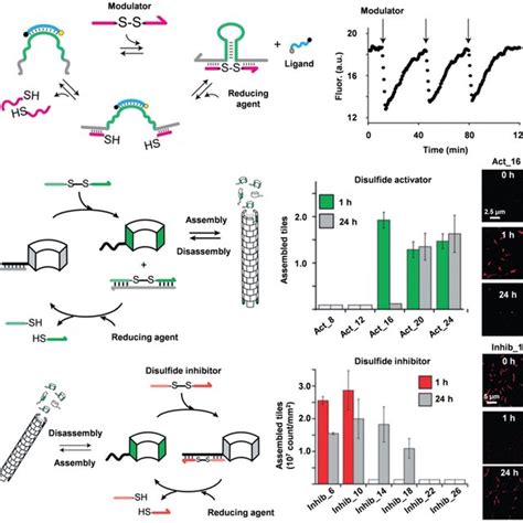 Light‐fueled Dissipative Dna Polymers Top Left Panel Structures Of Download Scientific