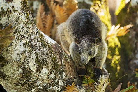 Fact File Australian Tree Kangaroos Dendrolagus Lumholtzi