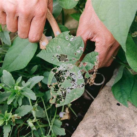 Spring Vegetable Gardening Tips For Beginners Slick Garden