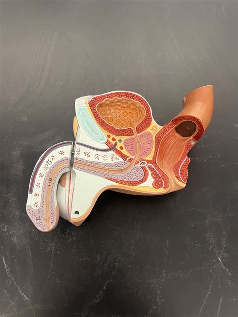 Male Reproductive Organs Diagram Quizlet Male Reproductive Organs Diagram Quizlet