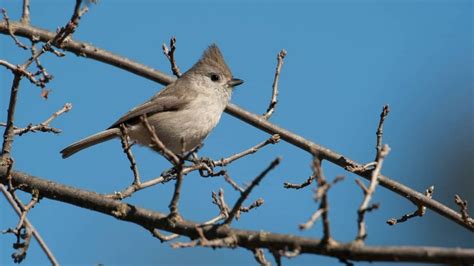 Common Birds In Southern California Birdwatching Galore