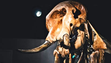 Scientists Extract Worlds Oldest Rna From Woolly Mammoth Futurity